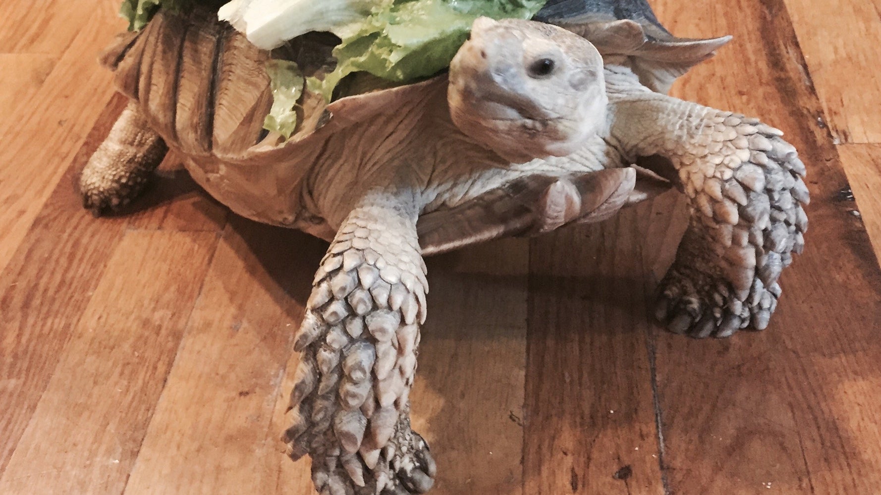 This Woman Will Pay You To Walk Her Pet Tortoise | HuffPost