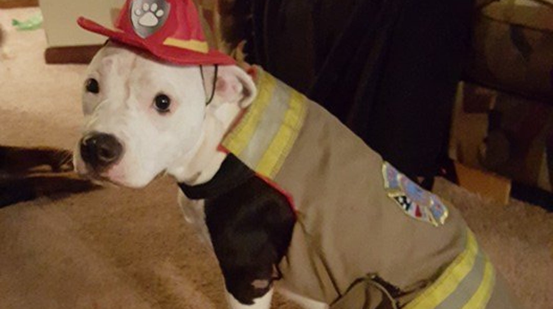 Adorable Puppy Who Survived Fire Is Now A Firefighter Because What Is ...
