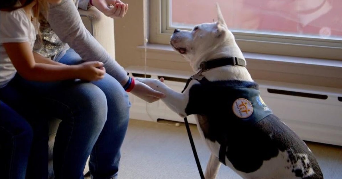 Survivors Of Michael Vick's Fighting Ring Grow Old And Happy | HuffPost ...