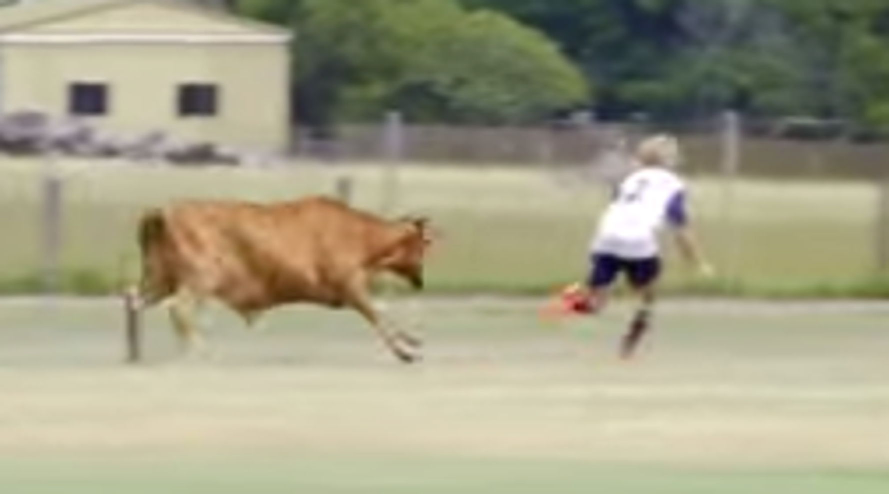 Escaped Bull Runs Onto Soccer Field, Charges At Players | HuffPost Sports