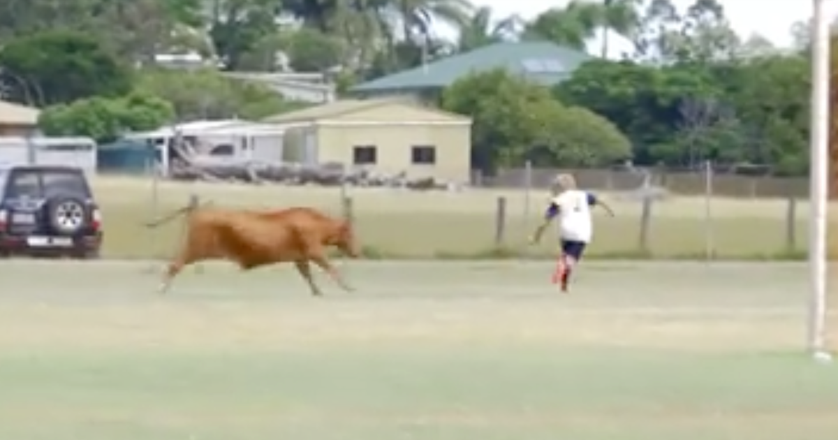 Bull Invades Football Pitch Video Shows Animal Charging Players ...