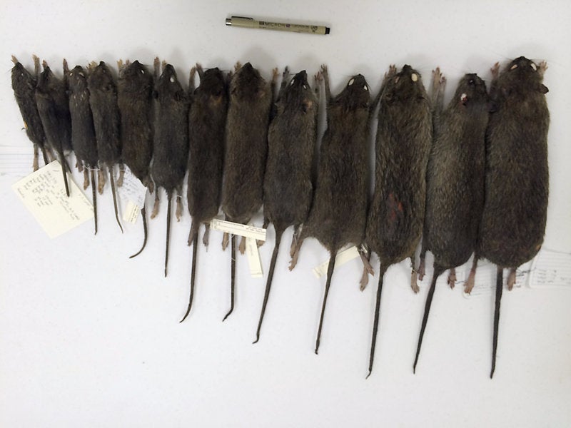 Scientists Show How Big NYC Rats Can Get And It s Terrifying HuffPost Scientists Show How Big NYC Rats Can Get And It s Terrifying HuffPost