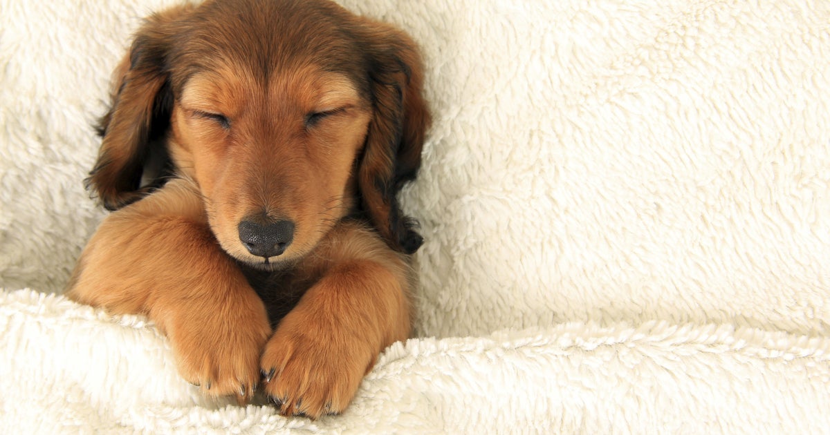 15 Animals Celebrate National Napping Day The Best Way They Know How ...