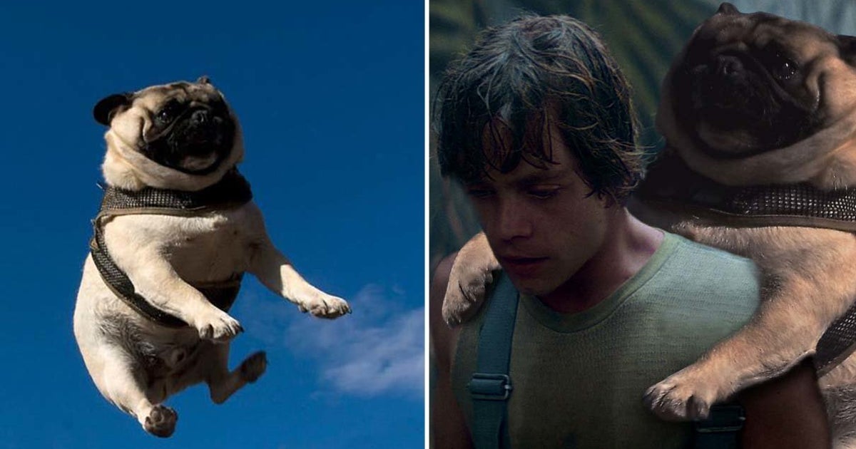 This Disgruntled Pug Is Being Given The Experiences Of A Lifetime ...