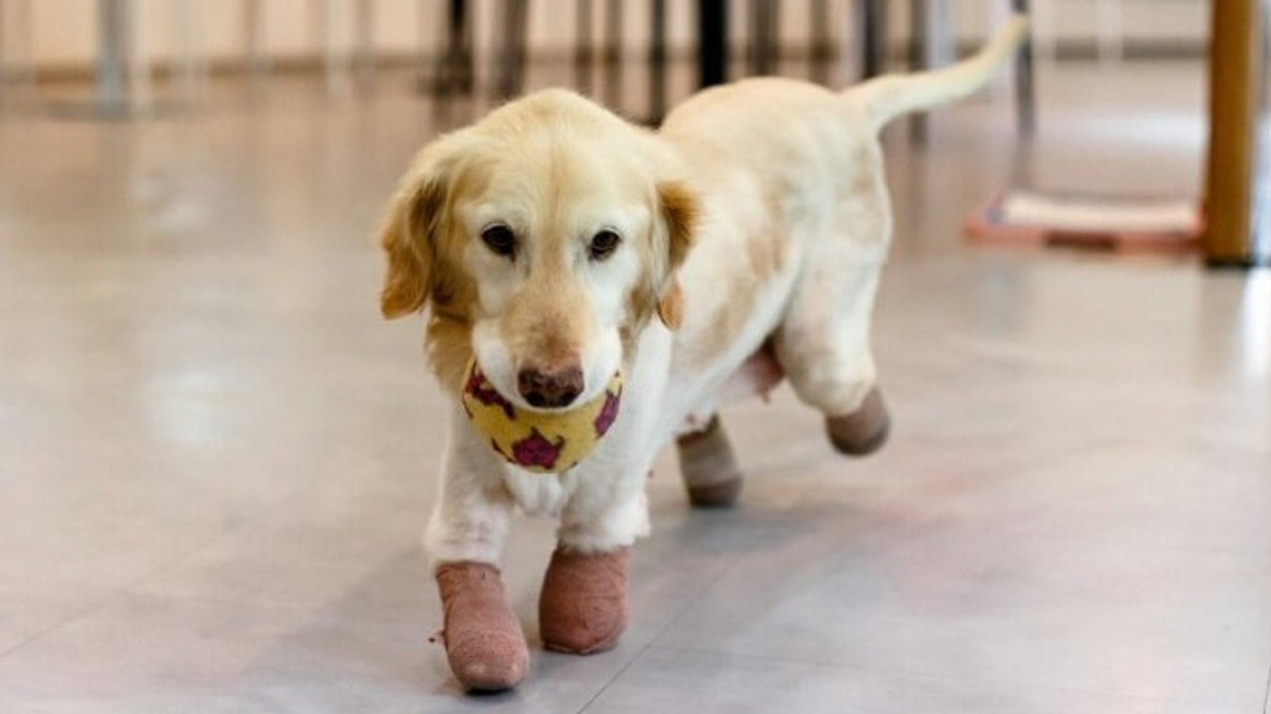 Dog Rescued From Meat Market Lost All 4 Paws, But Not Her Spirit | HuffPost