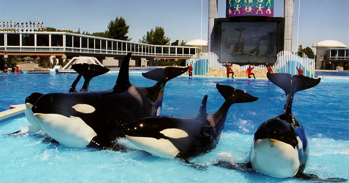 SeaWorld To End Orca Breeding Programme | HuffPost UK News