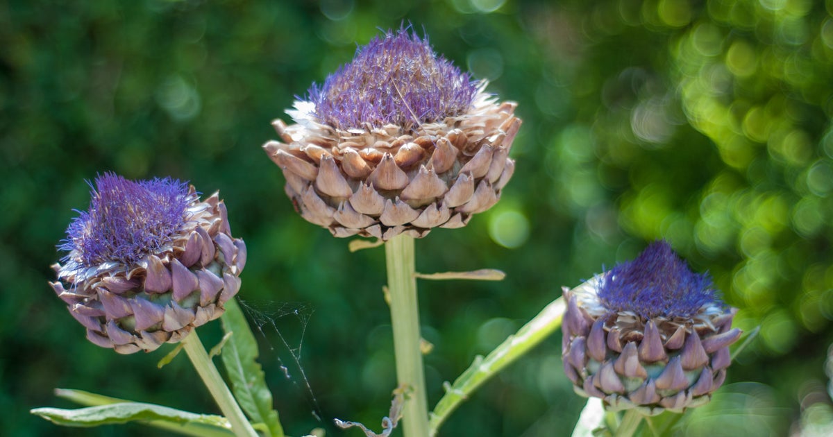 Artichokes Are Actually Flowers And Heres Proof Huffpost Life