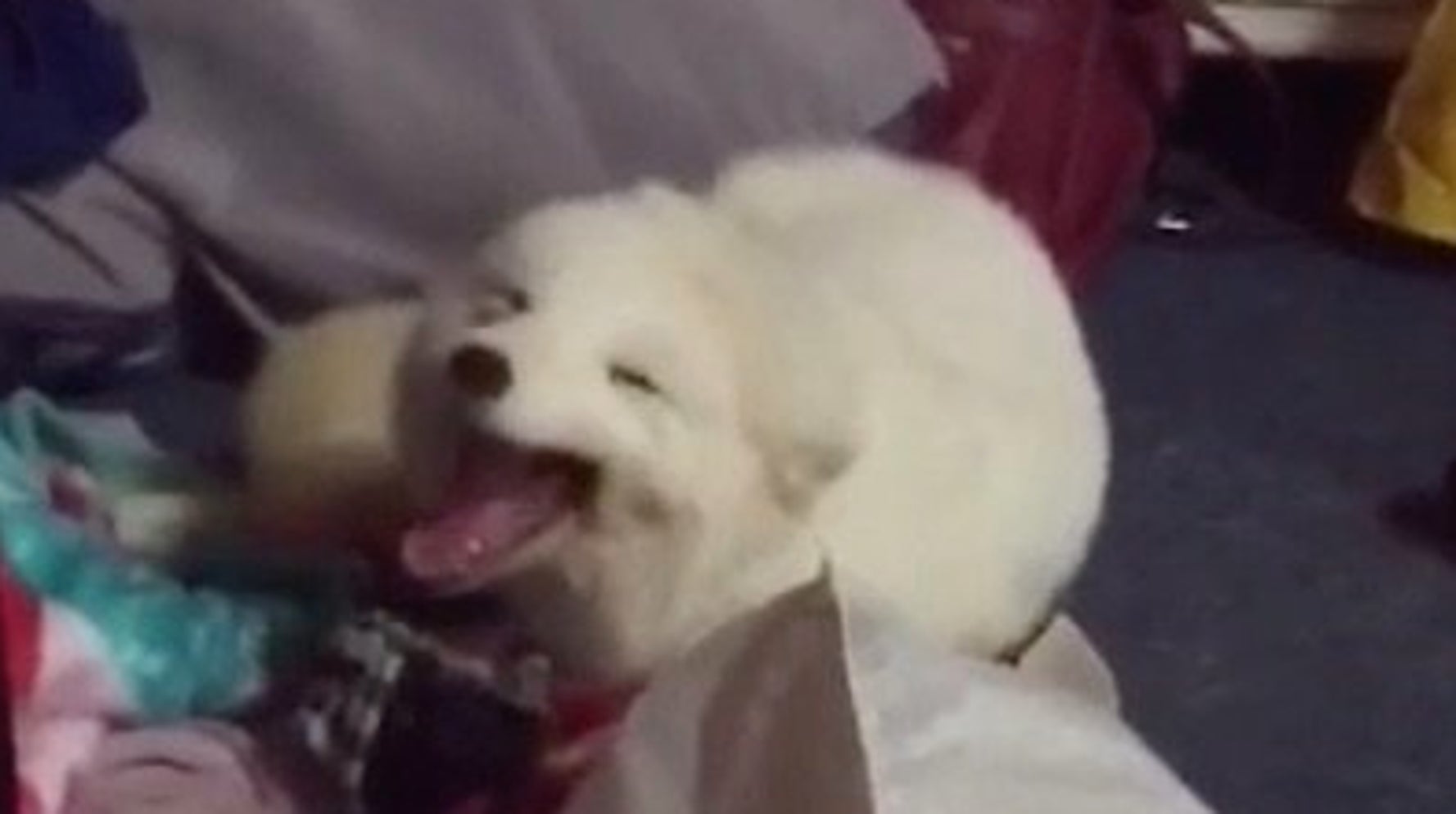 Laughing Fox Sounds Like He's Having Way More Fun Than You | HuffPost