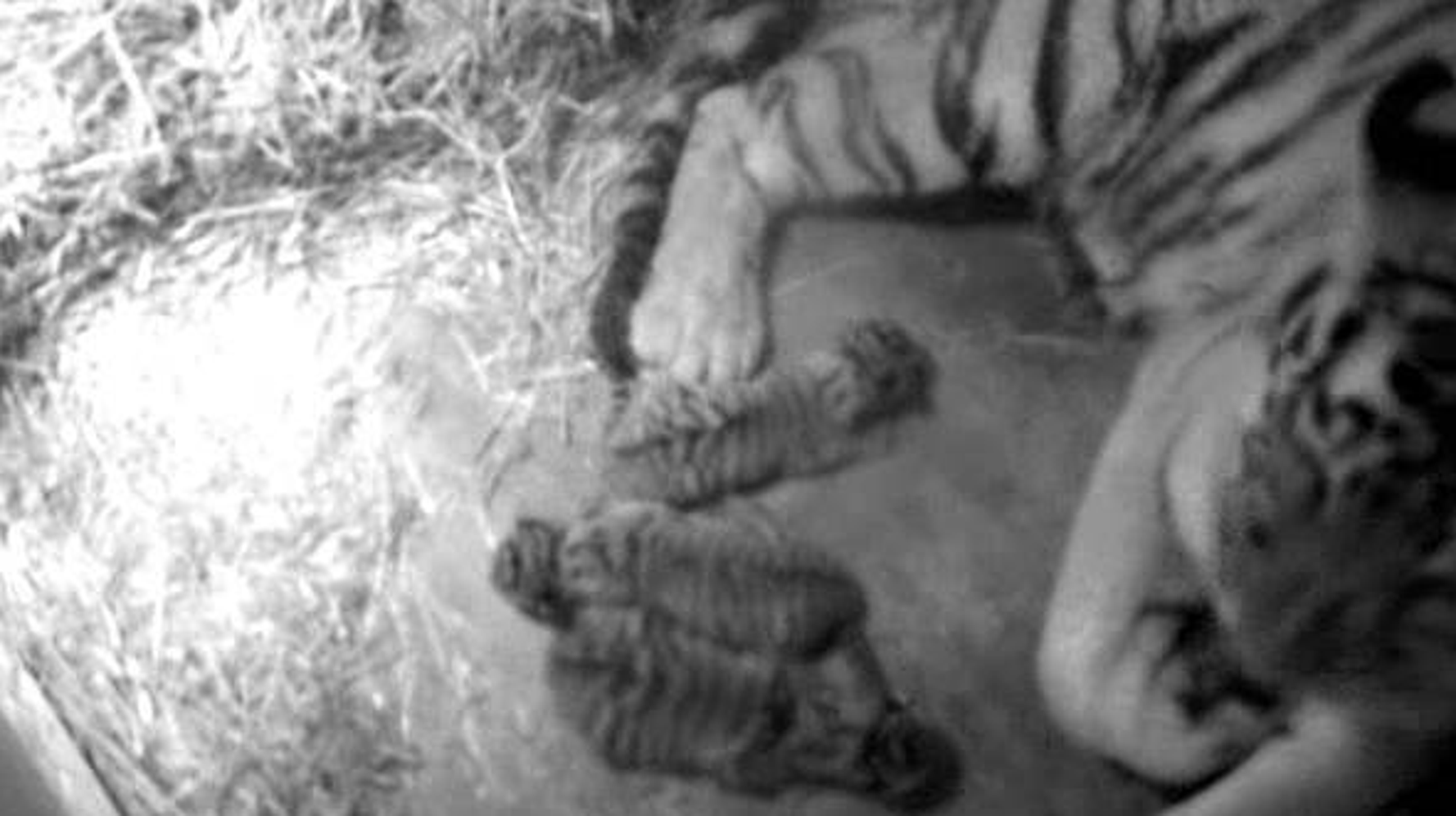 Newborn Tigers Snuggle Up To Mama In Adorable Debut | HuffPost Impact