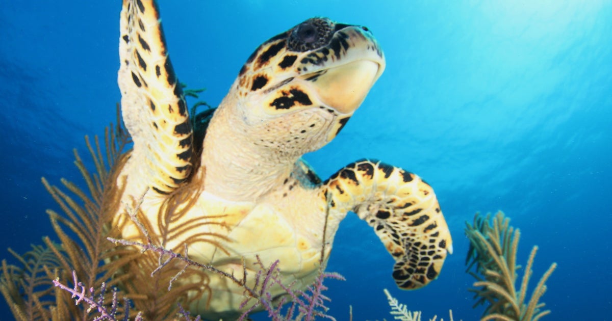 Cuba Has An Ambitious Plan To Protect Its Environment From Tourists ...