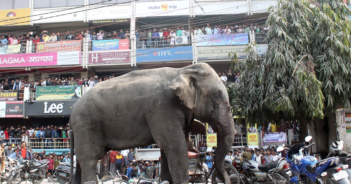 Wild Elephants Kill 5 People In India In Separate Attacks | HuffPost ...