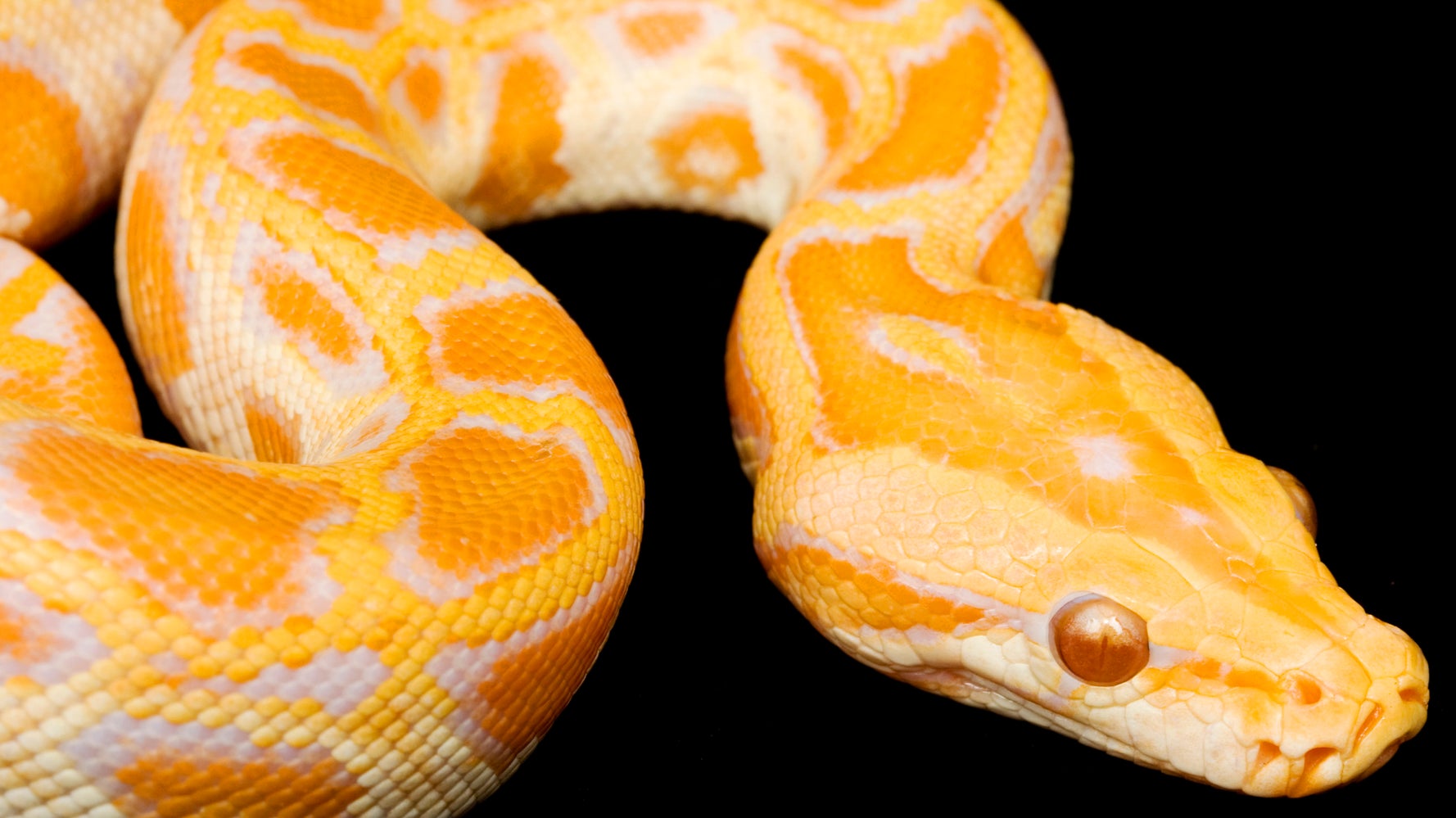 Angry Customer Unleashes 13-Foot-Long Python In A Los Angeles Sushi ...