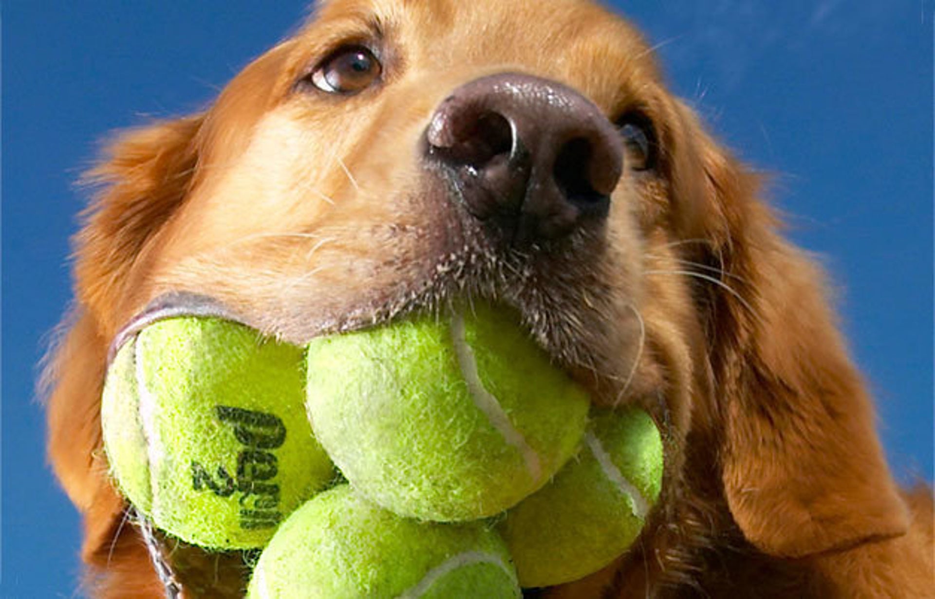 19 Dogs Who Hold Guinness World Records | HuffPost UK Comedy