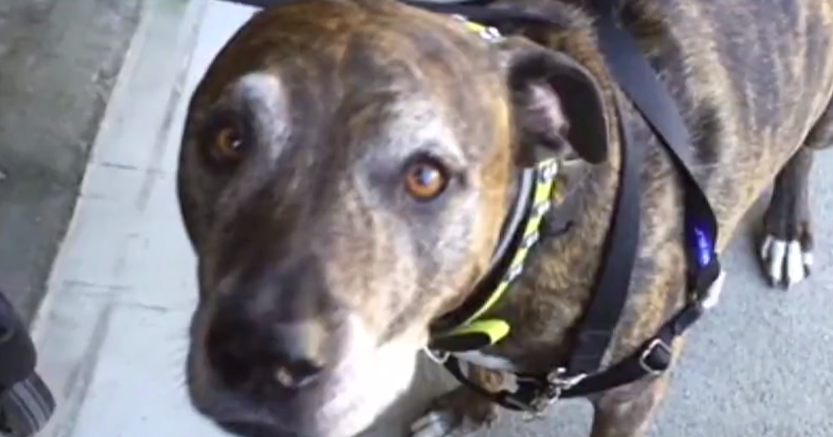 Bank Freezes Online Payment Over Dog's 'Terrorist-Sounding' Name ...