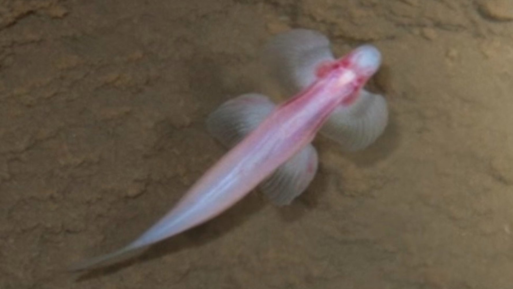 This Weird Little 'Walking' Cavefish Is A Living Link To A Key Moment ...