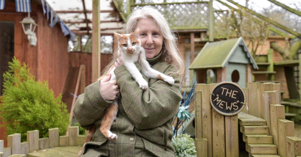 The 'Meow-Maison' Is A Cat Hotel That Re-Homes Rescue Kittys | HuffPost ...