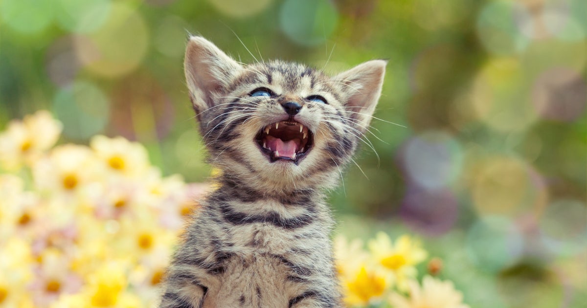 Do Cats Have Accents Like Humans? This Phonetics Expert Hopes To Find ...
