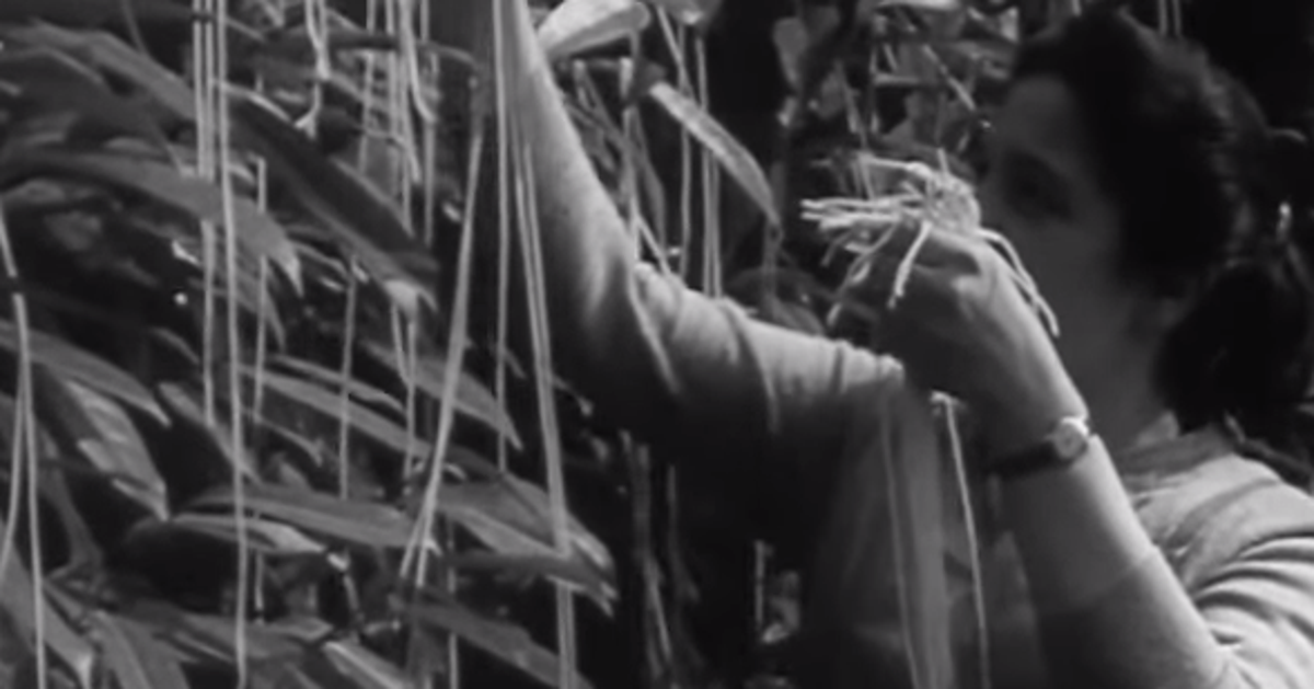 Let's All Recall When The BBC Convinced People Spaghetti Grew On Trees ...