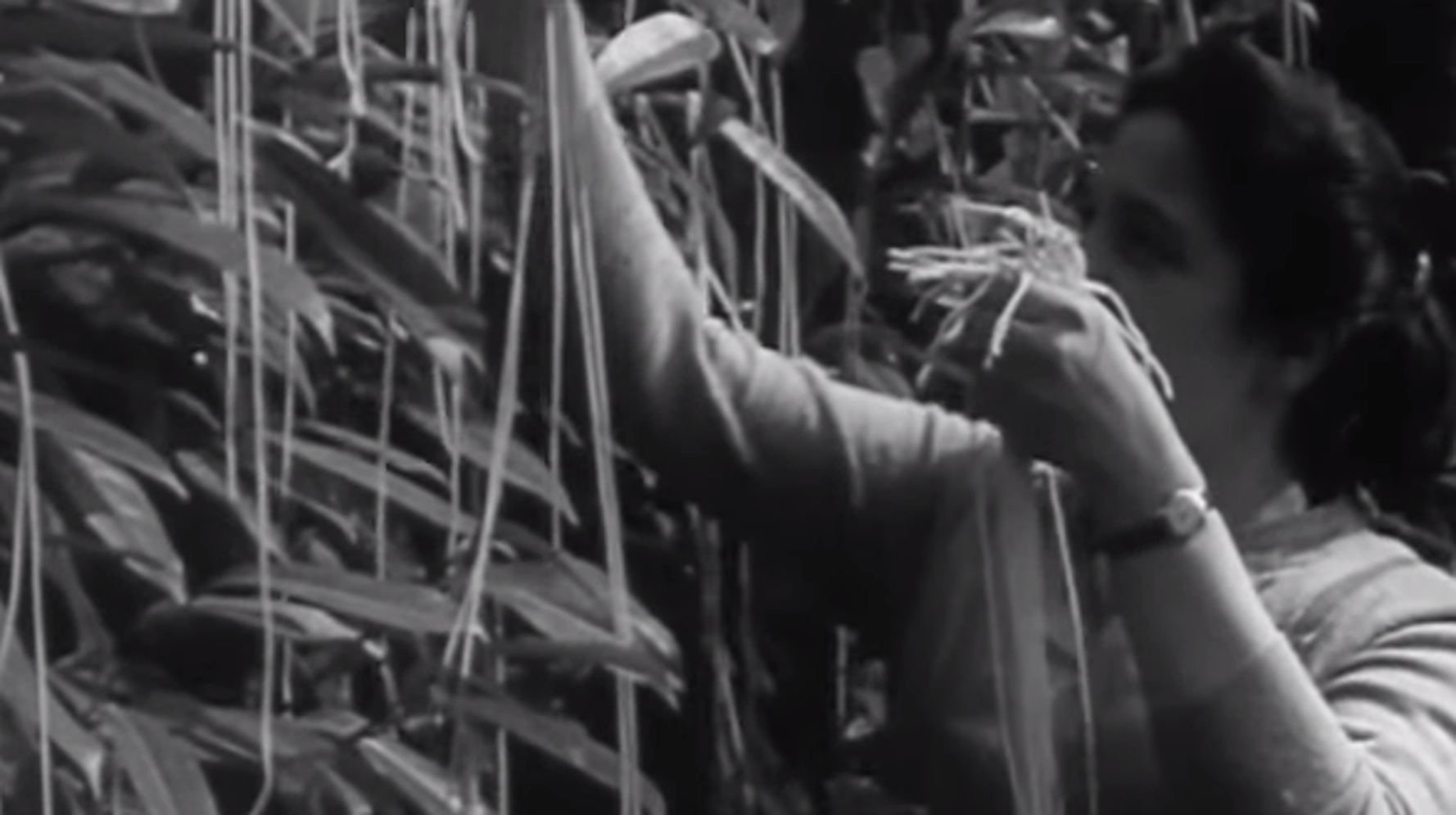 Let's All Recall When The BBC Convinced People Spaghetti Grew On Trees ...