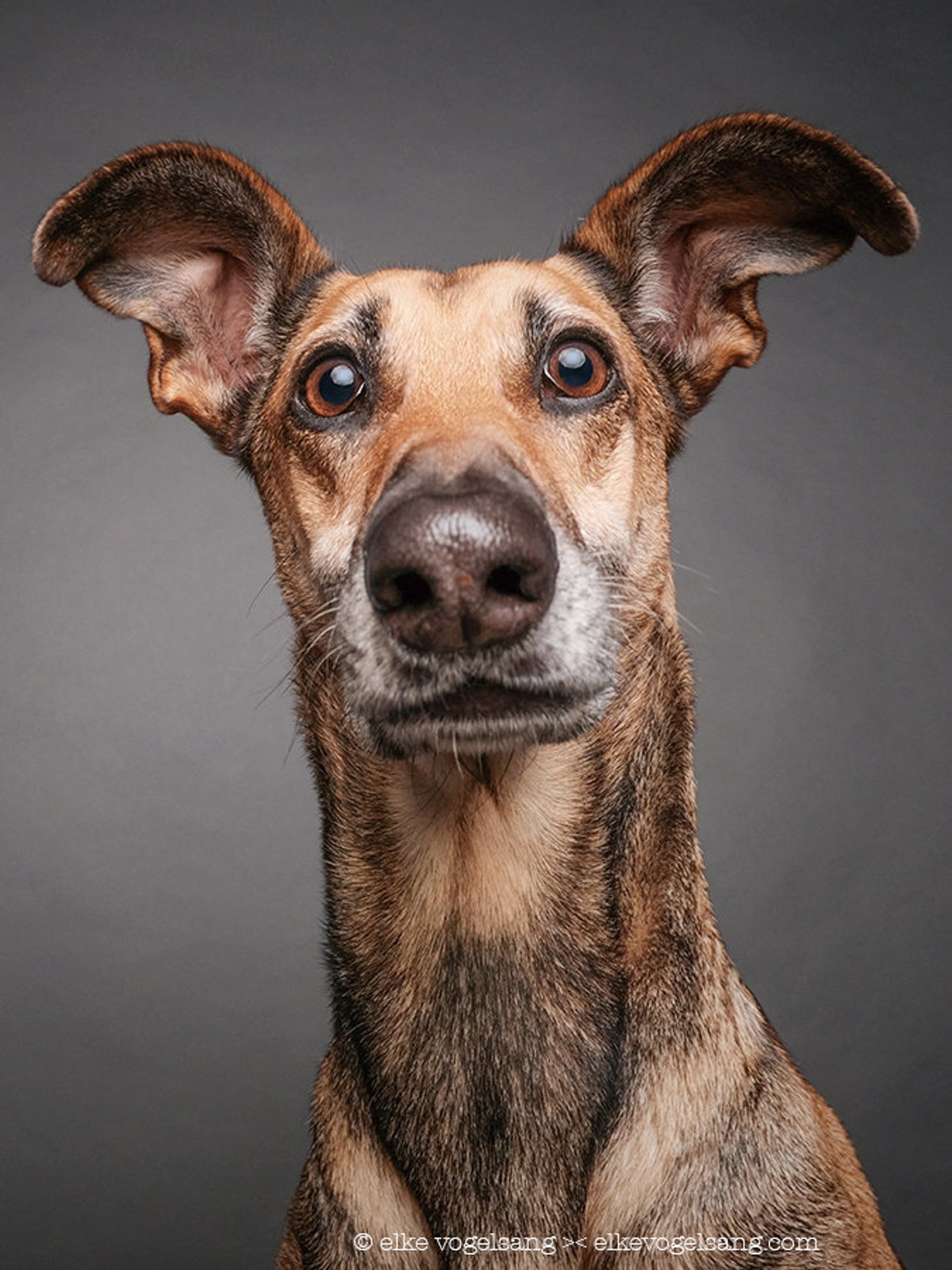 These Hilariously Expressive Dogs Are Totally Judging You | HuffPost ...