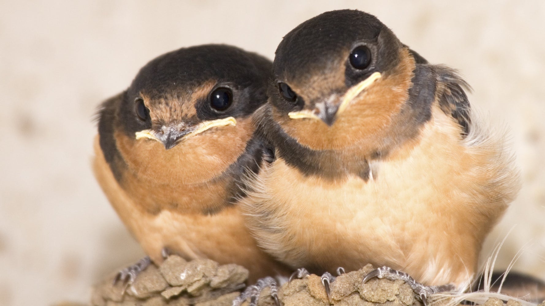 What To Do If You Find A Baby Songbird Out Of Its Nest | HuffPost Impact