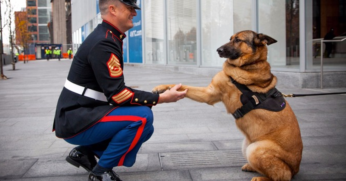 Military Dog Lucca Who Lost Leg In Afghanistan To Receive Highest ...