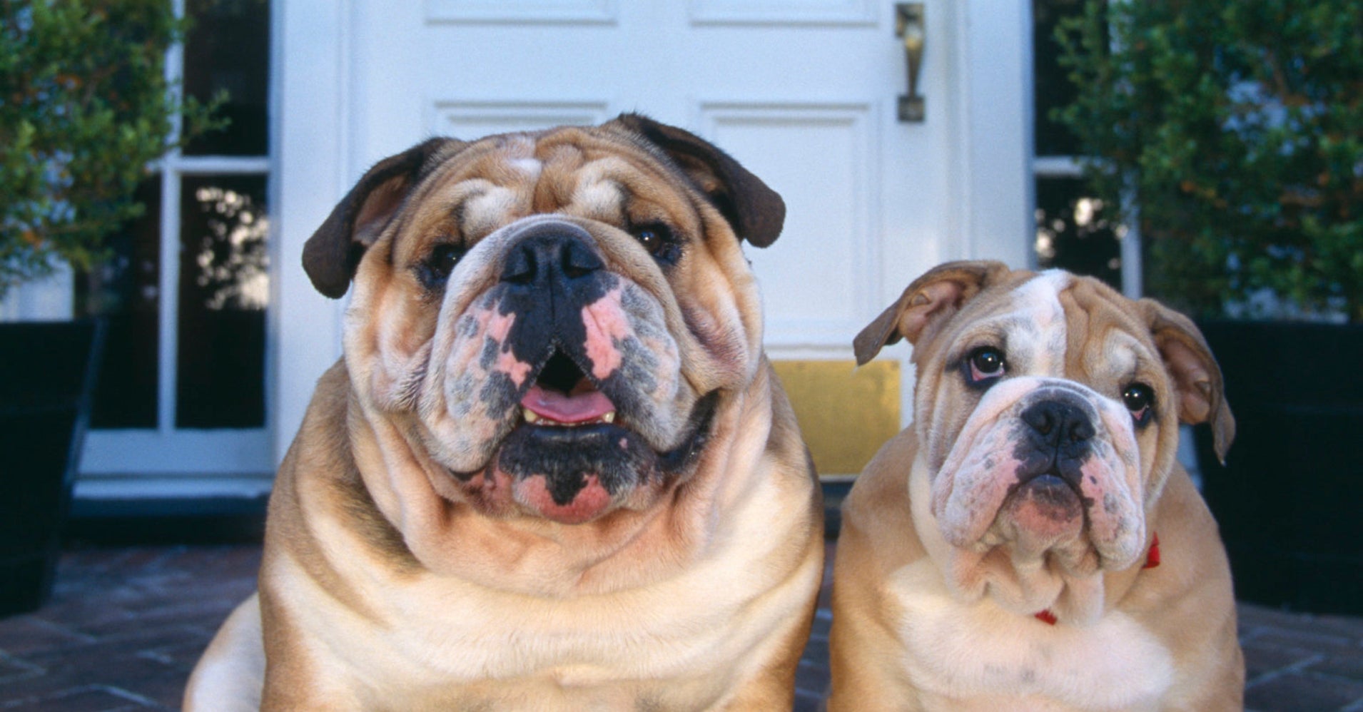 The 10 Most Dog Friendly Cities In America HuffPost the-10-most-dog-friendly-cities-in-america-huffpost