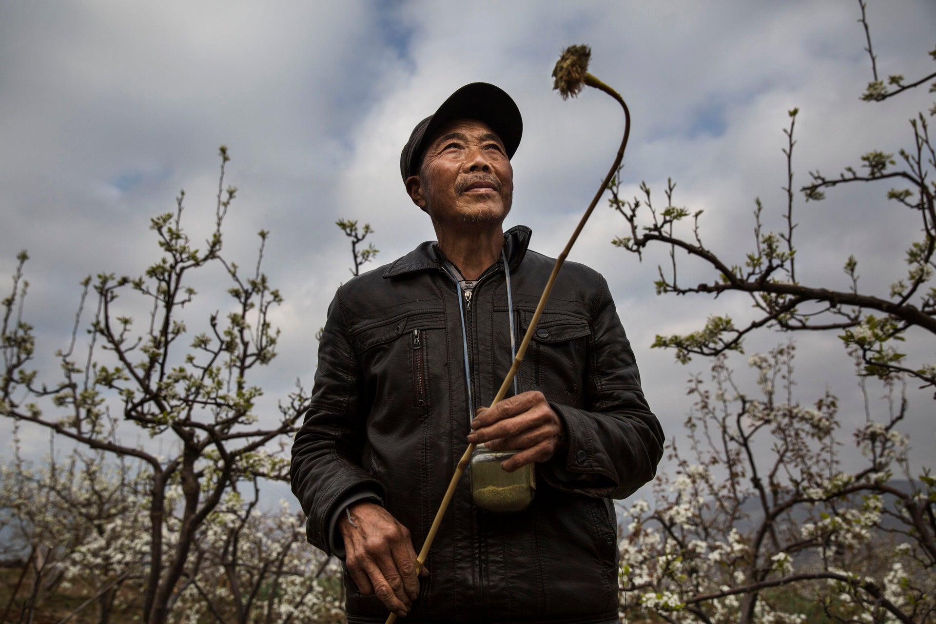 These Photos Capture The Startling Effect Of Shrinking Bee Populations ...
