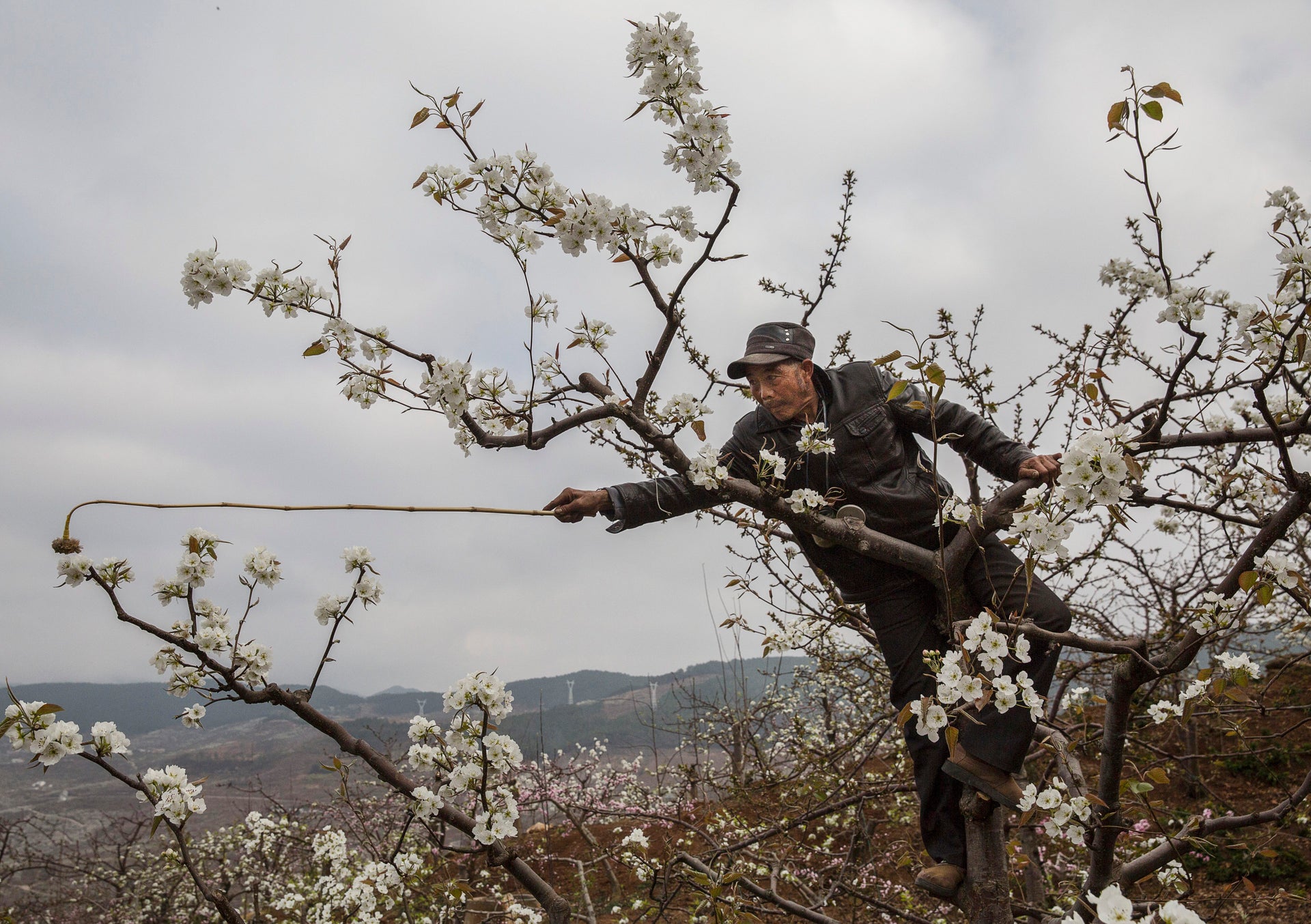 These Photos Capture The Startling Effect Of Shrinking Bee Populations ...