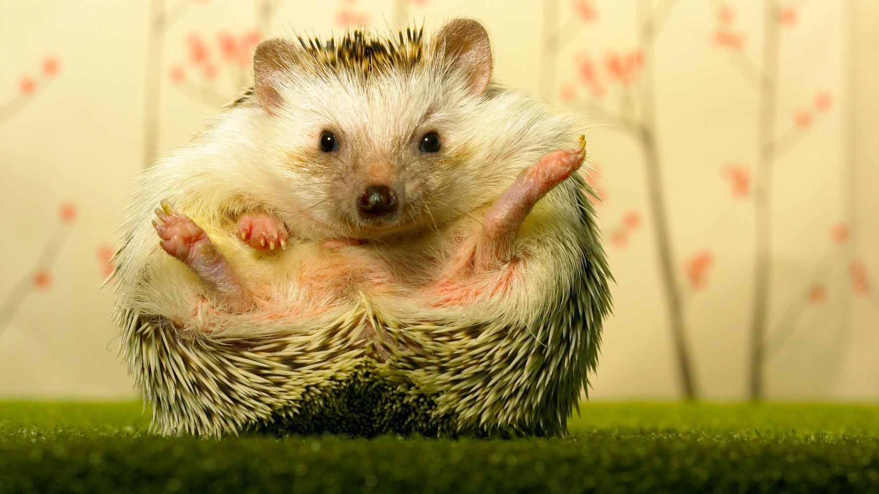 Hedgehog Cafe In Tokyo Hopes To Give The Prickly Creatures A New Image ...
