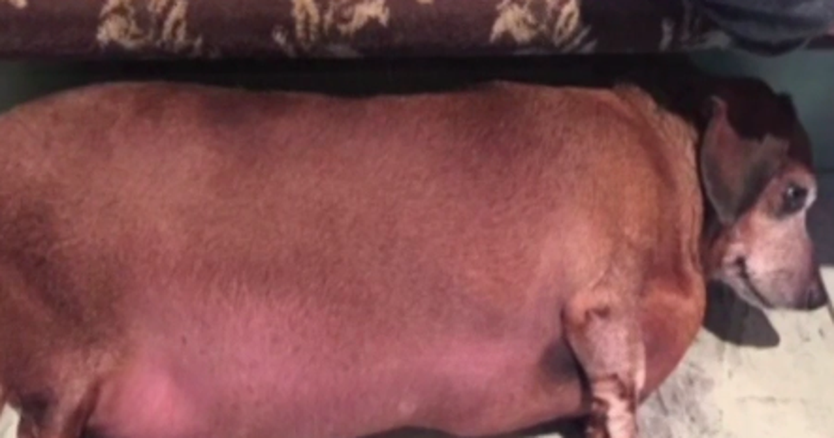 'Fat Vincent' The Dachshund Slims Down And Loves Life | HuffPost Good News