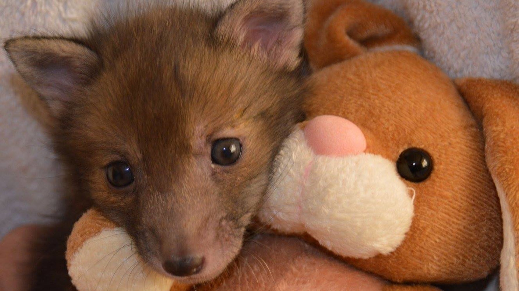 Rescued Baby Fox Loves Taking Naps With His Stuffed Bunny | HuffPost