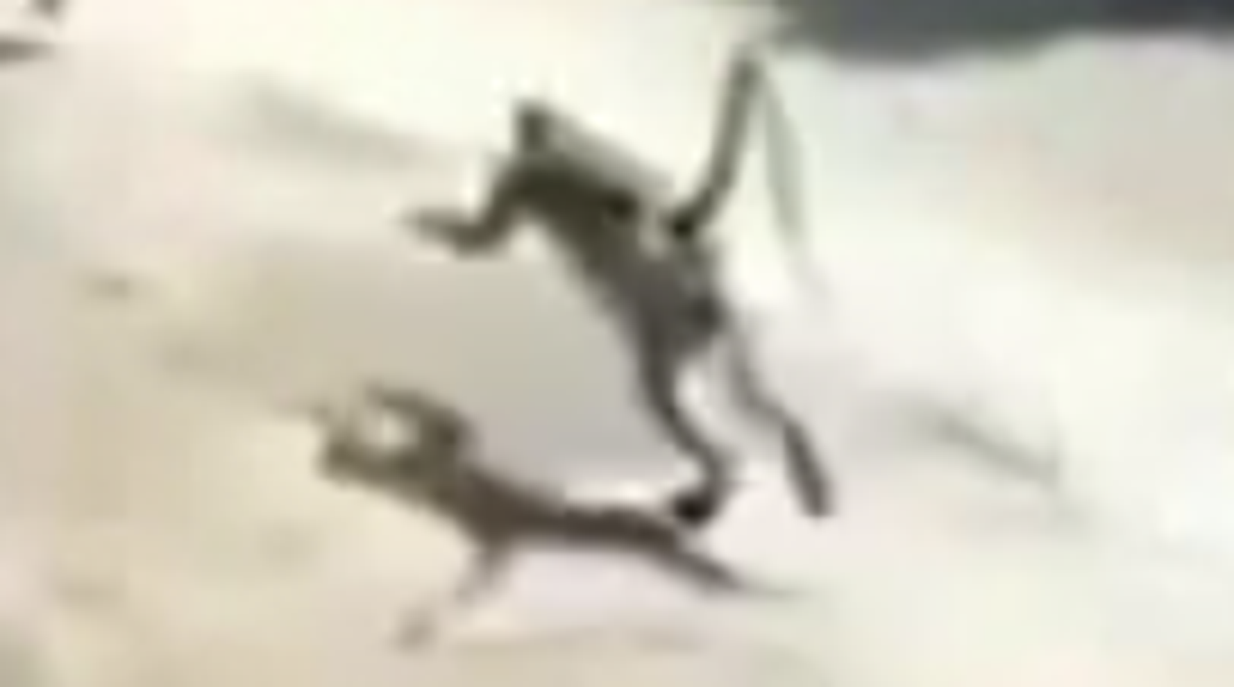 Monkey Drop Kicks Unsuspecting Pedestrian To The Ground | HuffPost ...