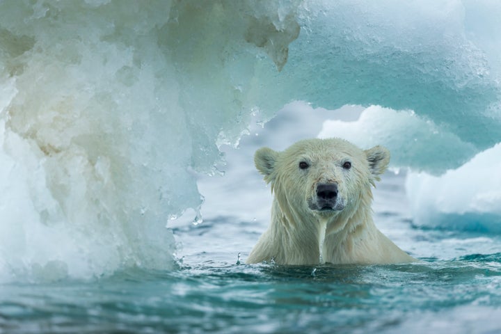 5 Marine Animals Threatened By Climate Change | HuffPost The WorldPost