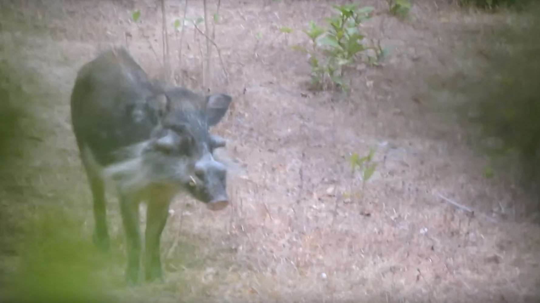 The Bawean Warty Pig, One Of The World's Rarest Animals, May Be Headed ...