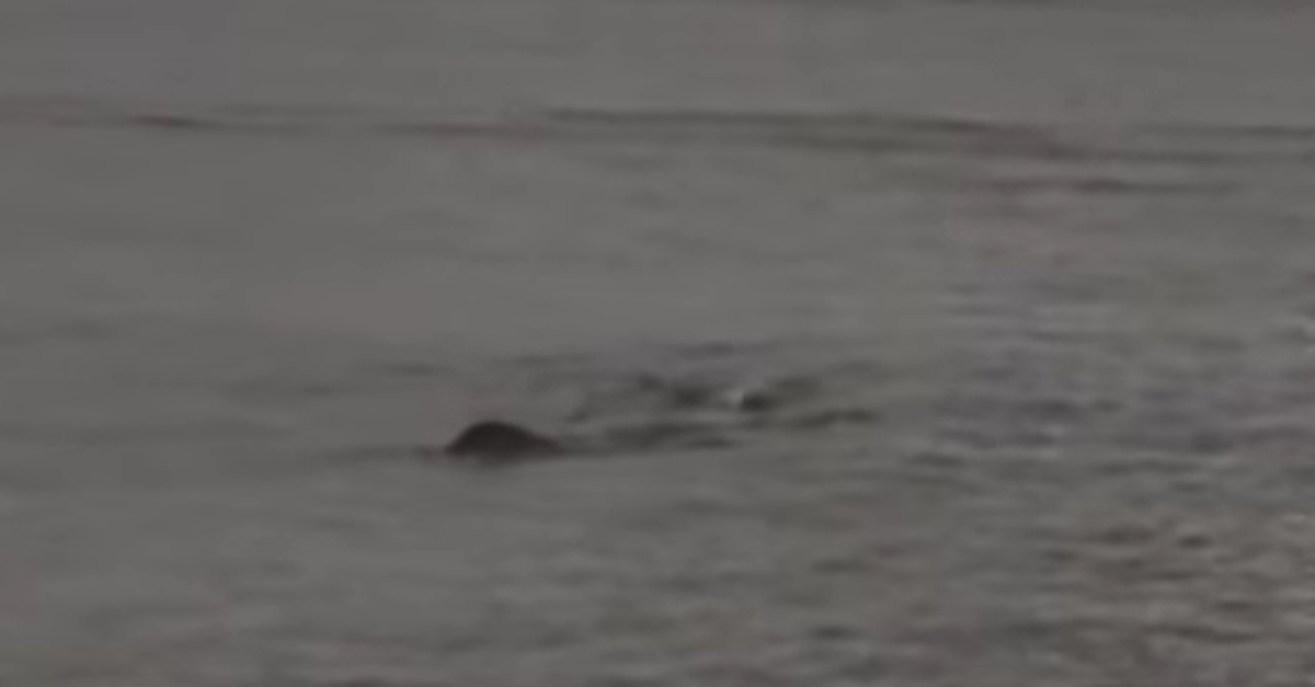 Loch Ness Monster Thames Video Captures Second Sighting Of Mystery ...