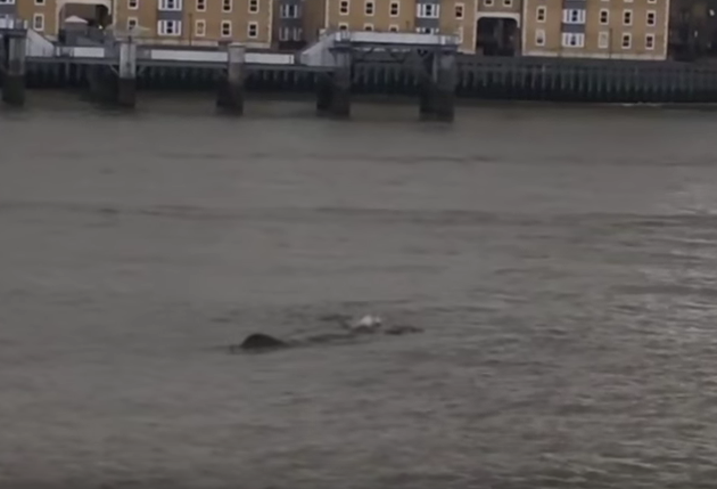Loch Ness Monster Thames Video Captures Second Sighting Of Mystery ...