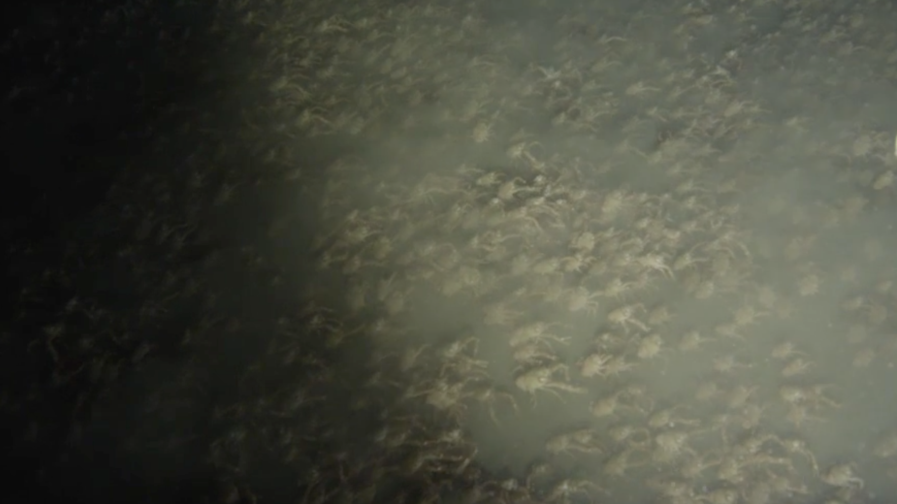 Scientists Spy Rare Carpet Of Crabs Swarming Across Deep Sea Floor ...
