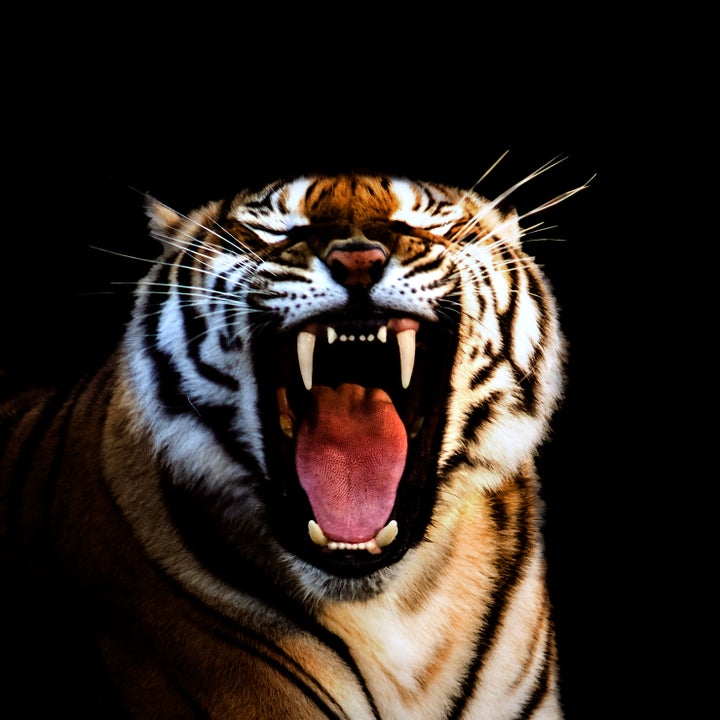 7 Ways Thinking Like A Tiger Can Help You Start Your Week Right ...