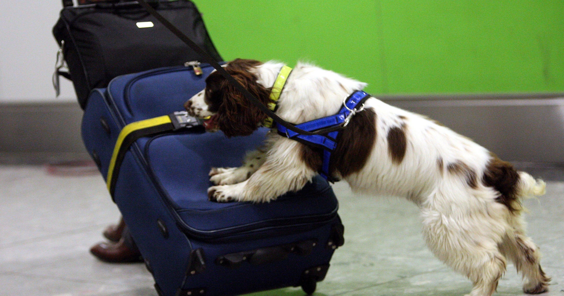 some-airport-sniffer-dogs-much-better-at-finding-sausages-than-drugs