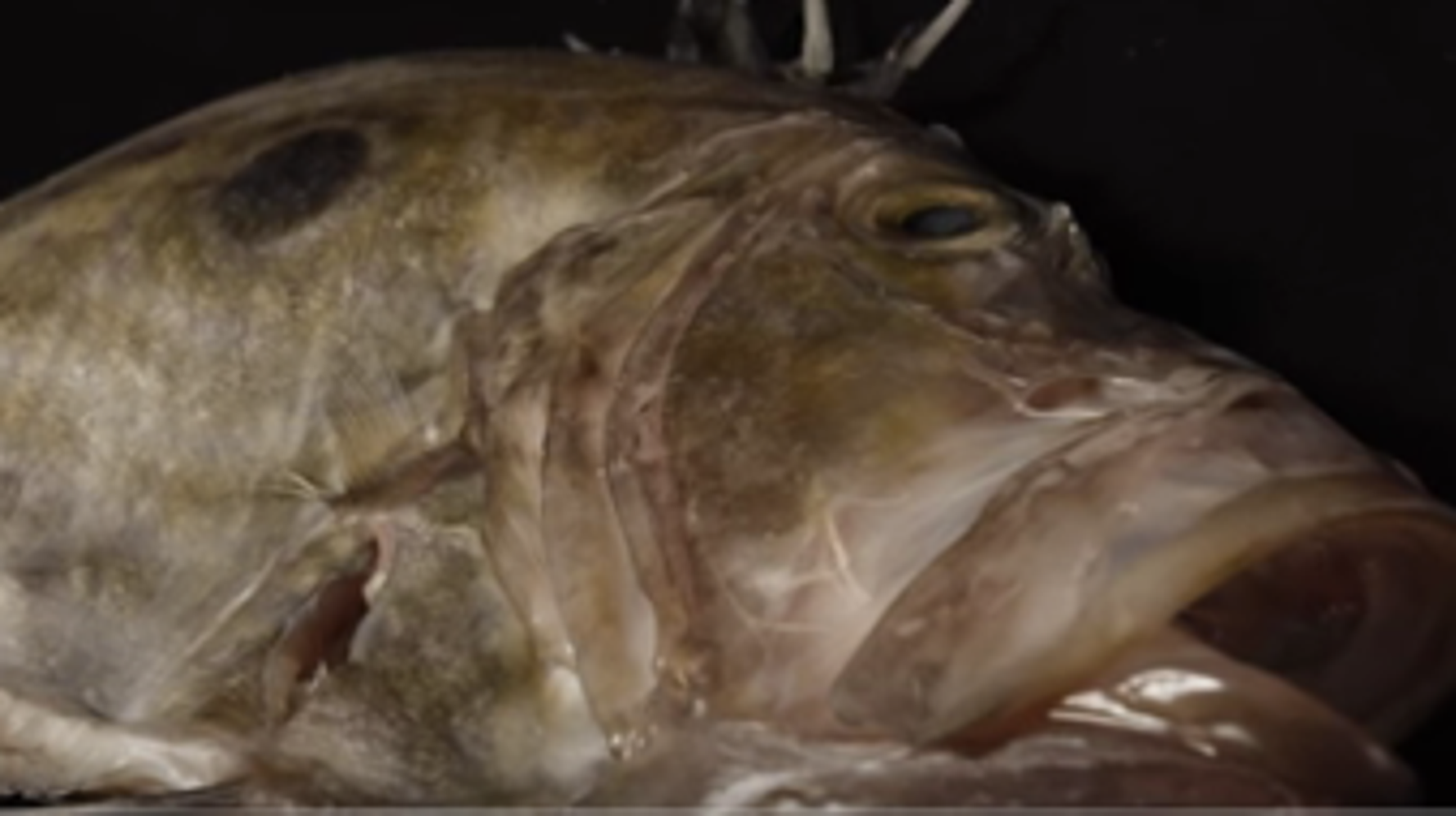 You Won't Believe How Cool It Is To Watch Fish Decompose | HuffPost Impact