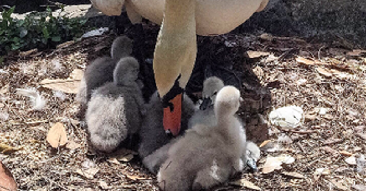 Swan Heard 'Screaming' After 6 Babies Stolen From Nest, Official Says ...