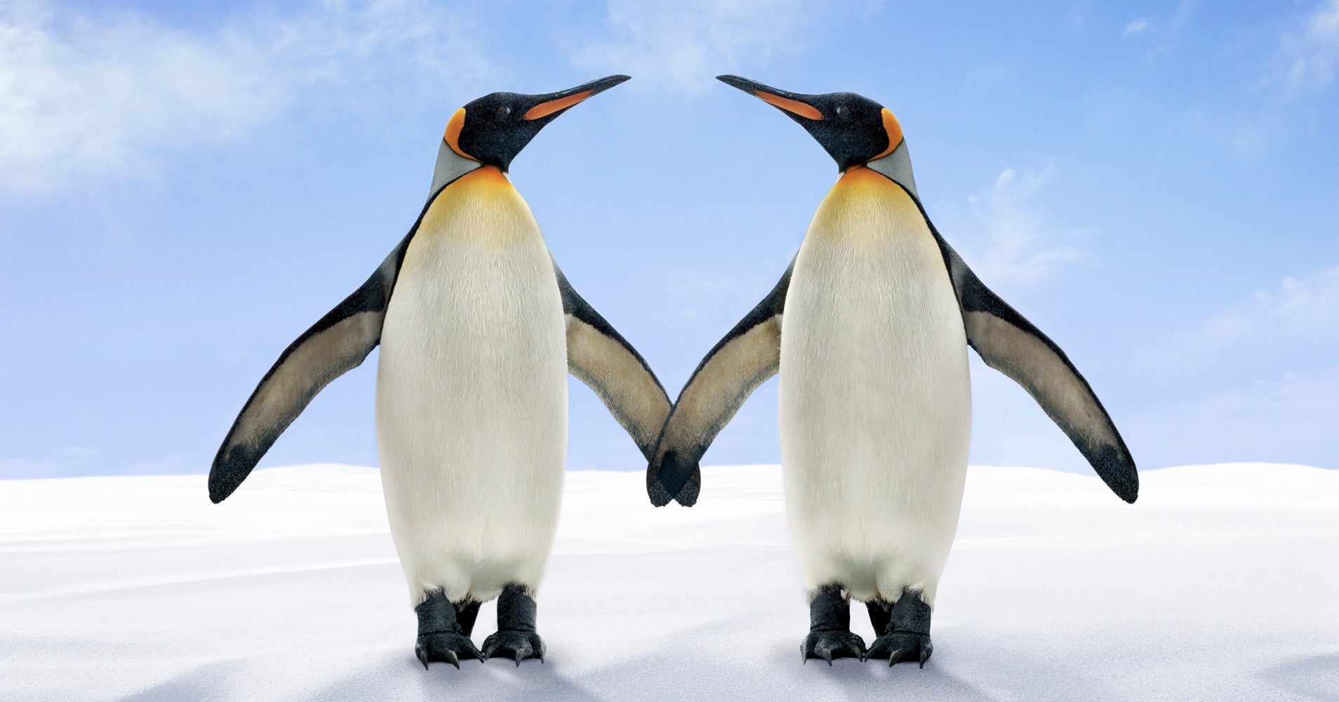 Same-Sex Penguin Couple Gets The Chance To Build A Life Together | HuffPost