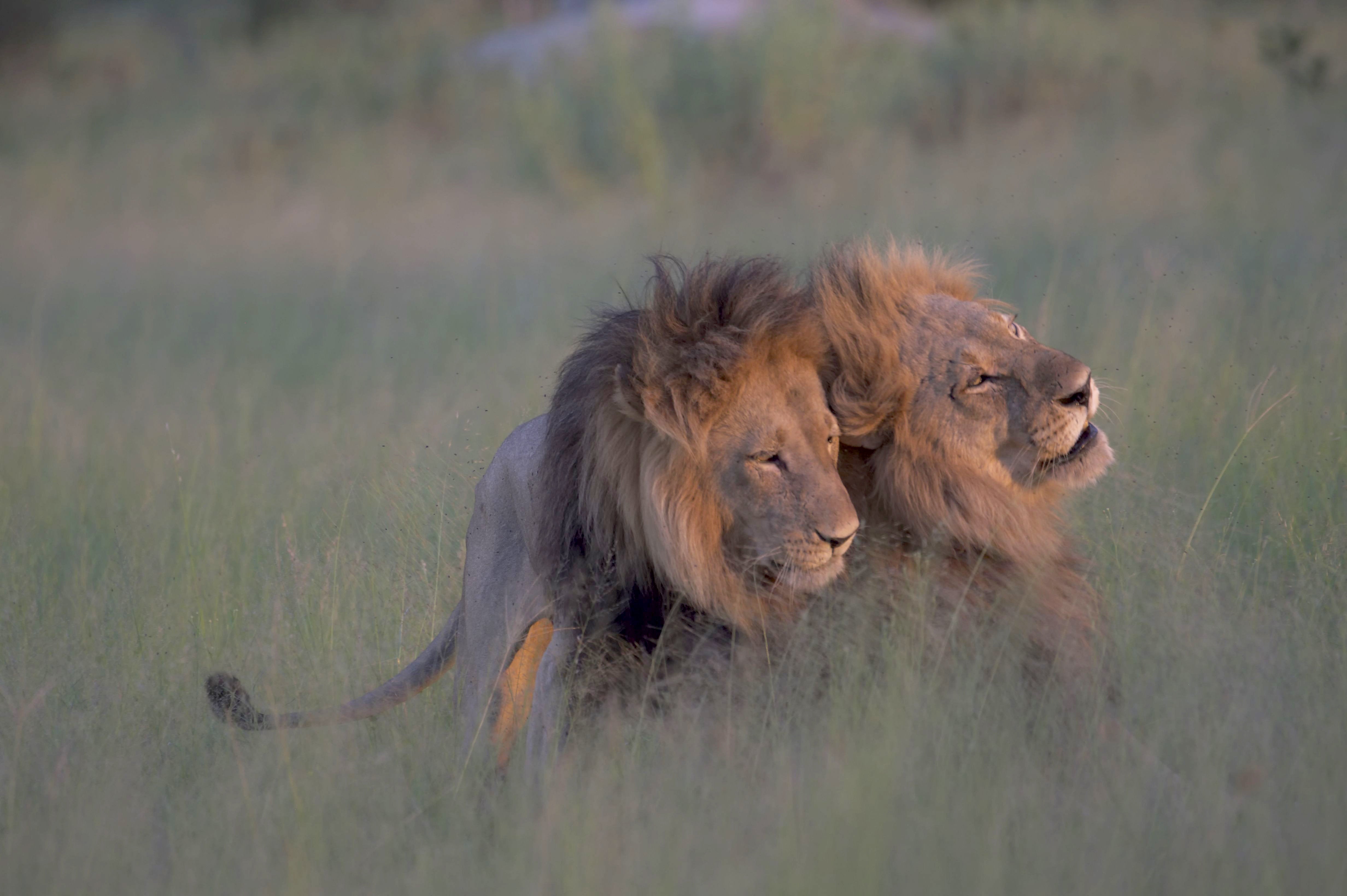 Photographer Captures Two Male Lions Mating In Botswana HuffPost Photographer Captures Two Male Lions Mating In Botswana HuffPost