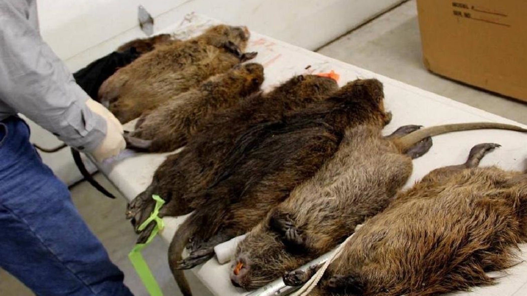 Giant Cannibal Rats Found By 'Lord' Dean Burr In London Housing Estate ...
