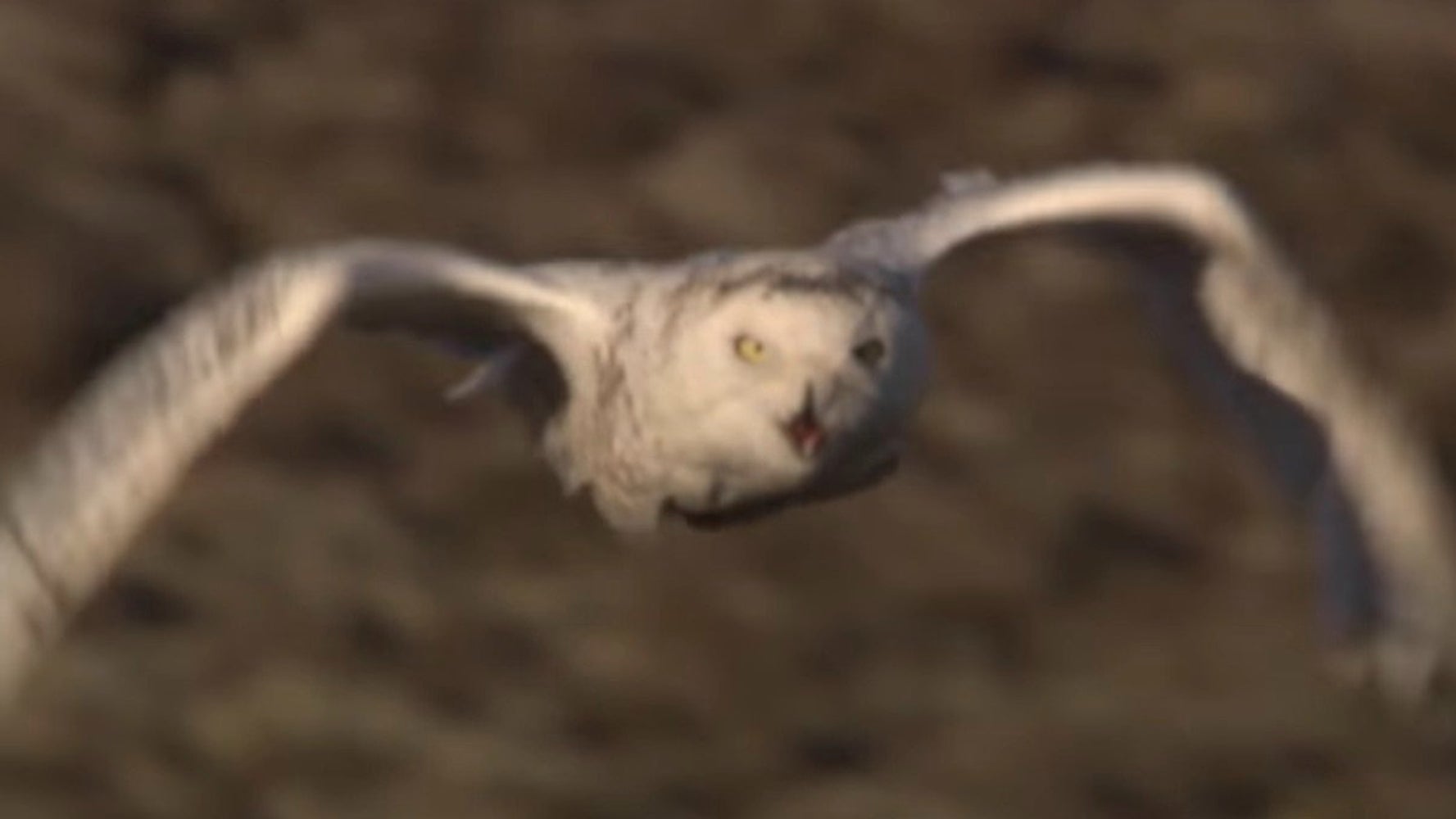 Brave Owl Defends Its Nest From Hungry Wolves... And Wins! | HuffPost