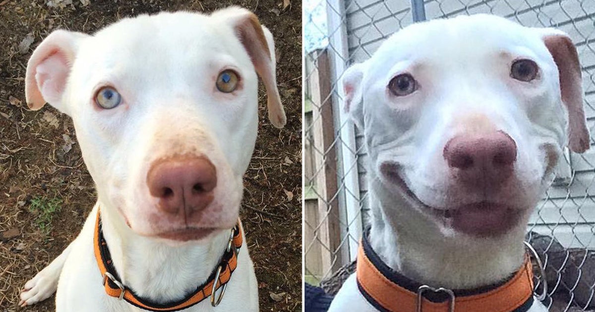 Adorable Rescue Dog Finds New Foster Home, Can't Stop Smiling About It ...