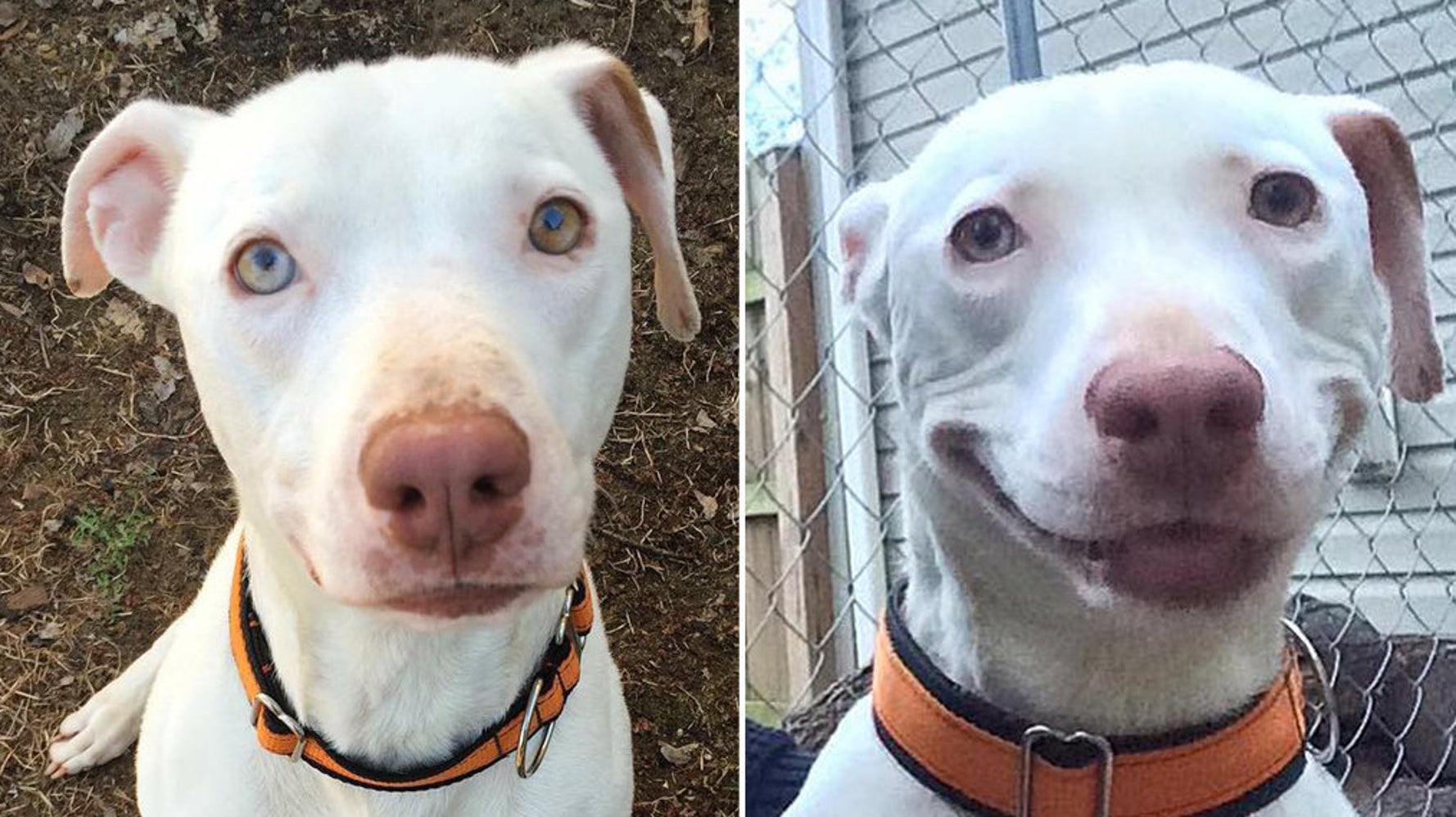 Adorable Rescue Dog Finds New Foster Home, Can't Stop Smiling About It ...