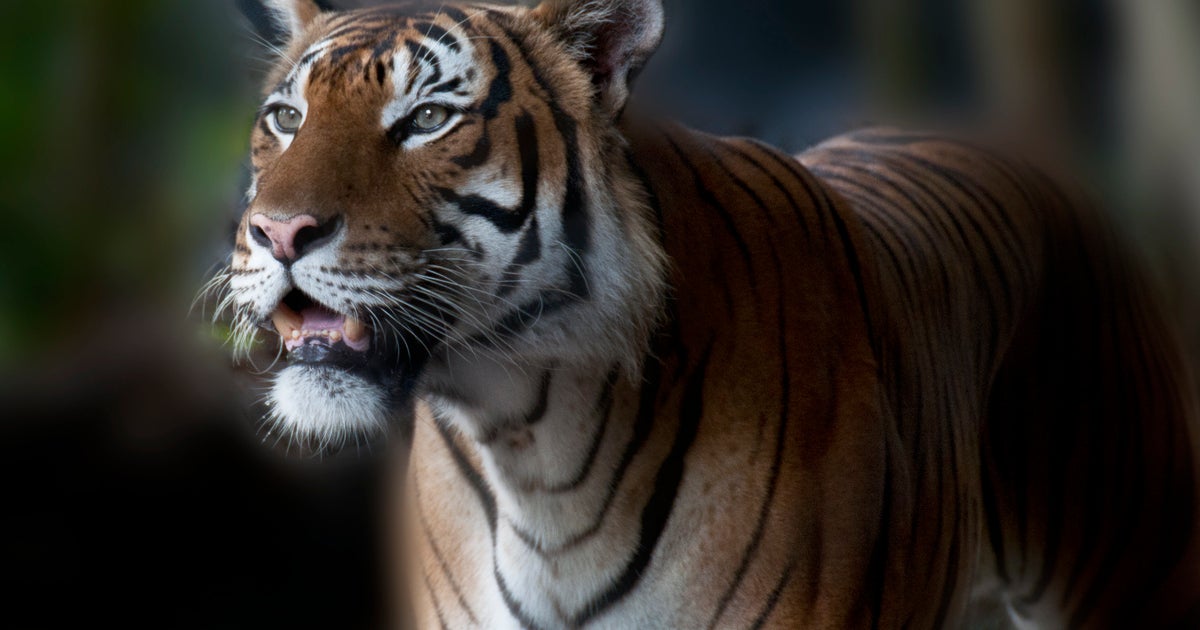 Florida Tiger That Killed Zookeeper Is Now Receiving Threats | HuffPost ...