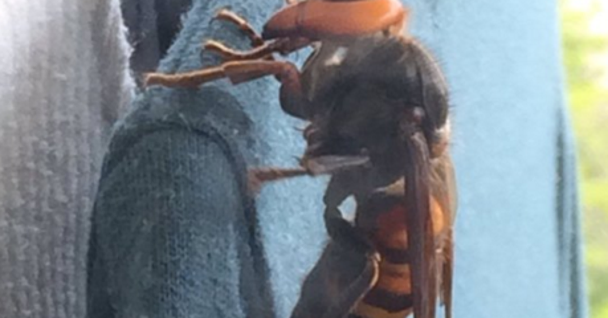 Giant Asian Hornet Found Crawling In Japan Wardrobe | HuffPost UK News
